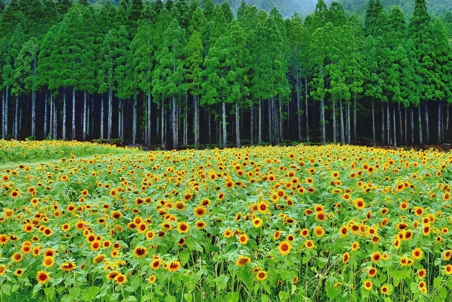 INFORMATION | Pletry（プレトリー）